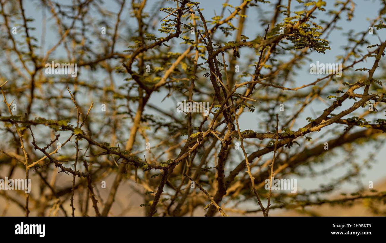 Trees portrait in the park, landscapes Stock Photo - Alamy