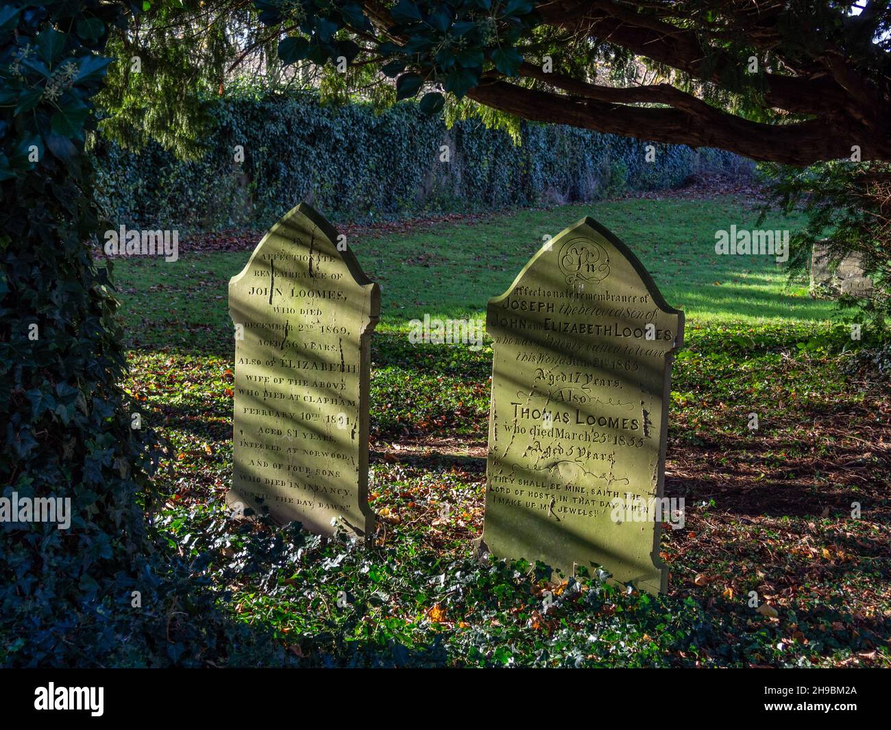 Two old headstones under a tree, with winter side lighting, churchyard ...