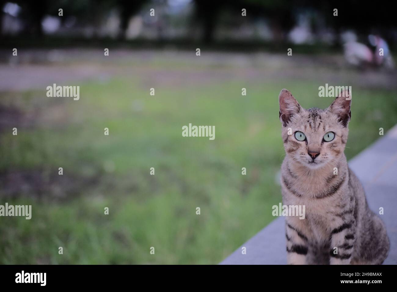 Stray kittens hi-res stock photography and images - Alamy