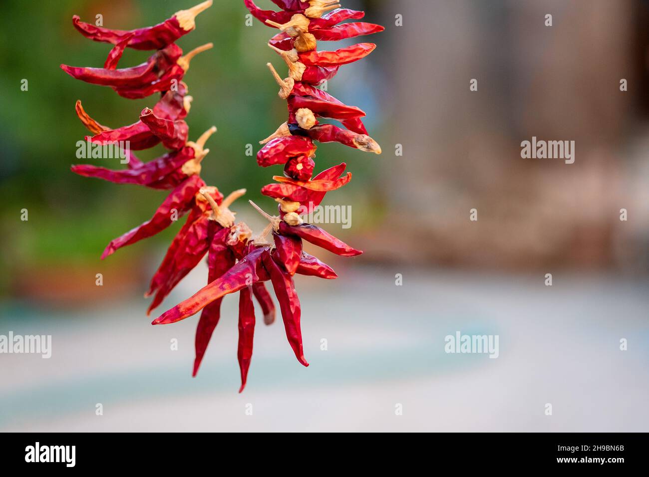 Red hot chili peppers hanging on a rope on the green nature background ...