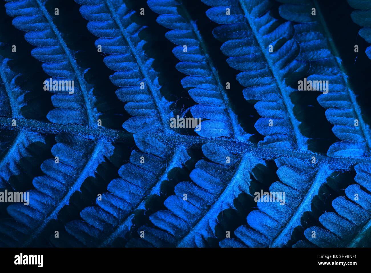 Close up abstract fern plant colorful light. Beautiful plant minimal in ...