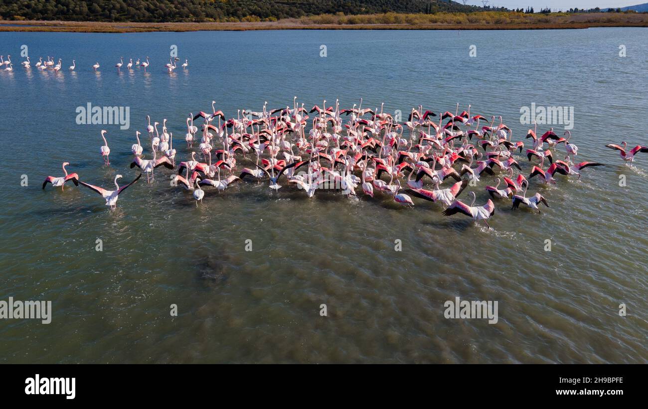 Aerial flamingos lake hi-res stock photography and images - Alamy