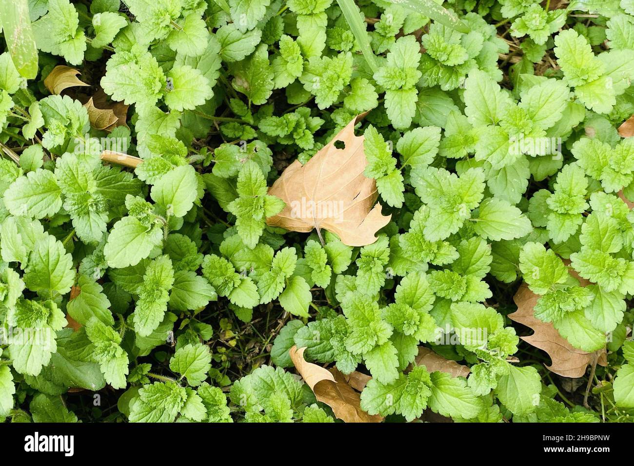 Persian speedwell (Veronica persica, winter speedwell) grasses growing ...