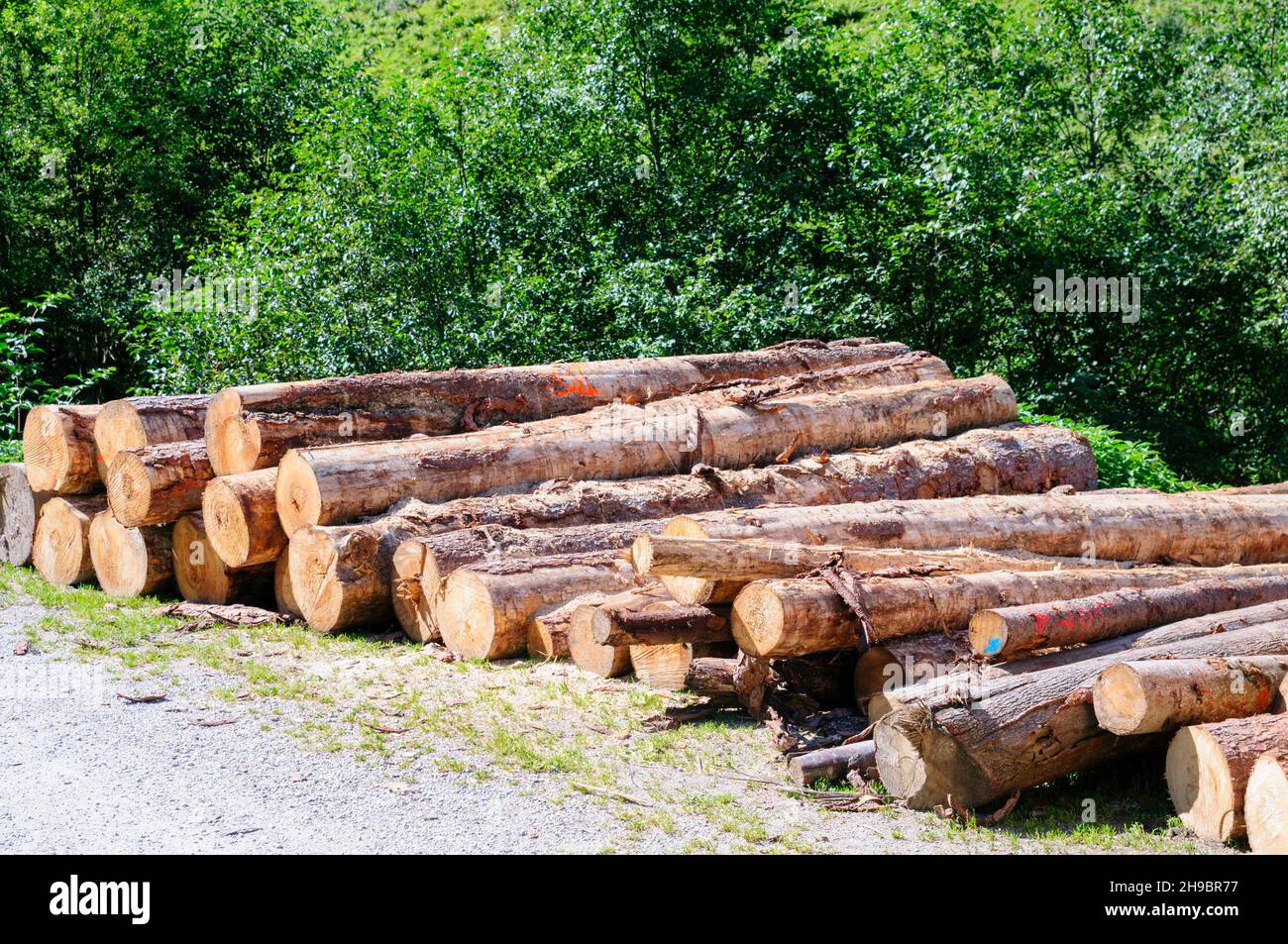 Timber industry. Harvested logs removed from a forest. Photographed in ...