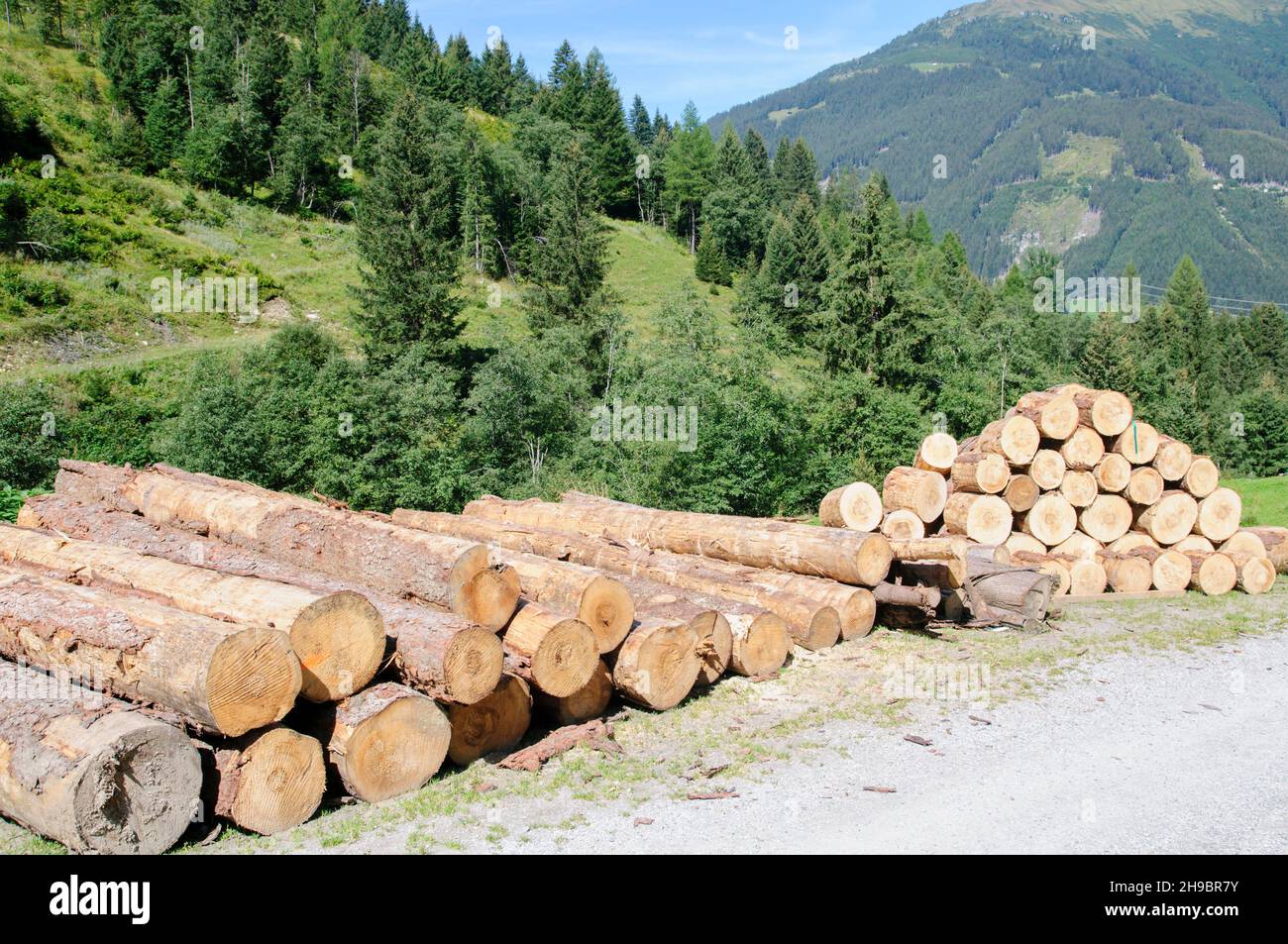 Timber industry. Harvested logs removed from a forest. Photographed in ...