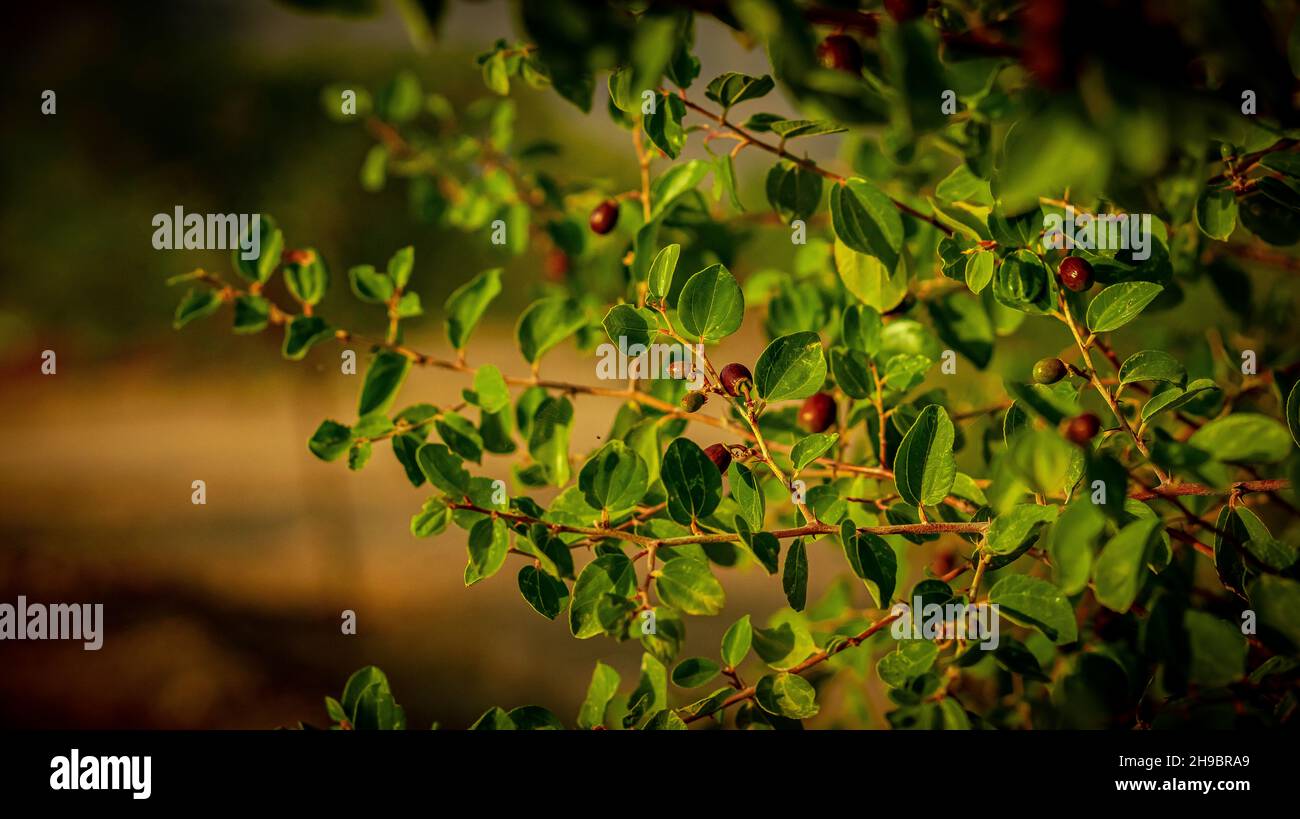 Hatta city of UAE, nature Stock Photo - Alamy