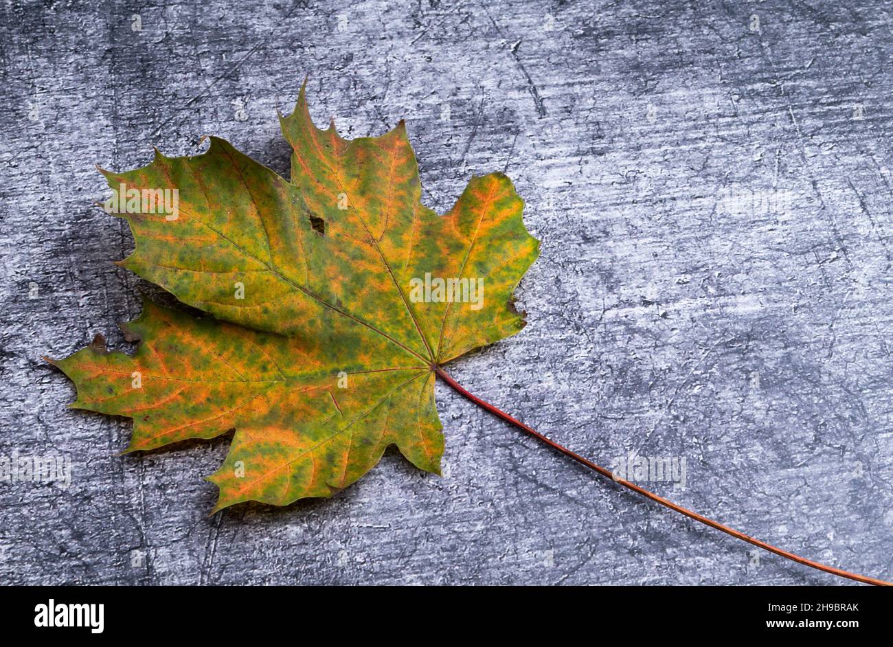 The photo shows a leaf on a concrete slab Stock Photo - Alamy