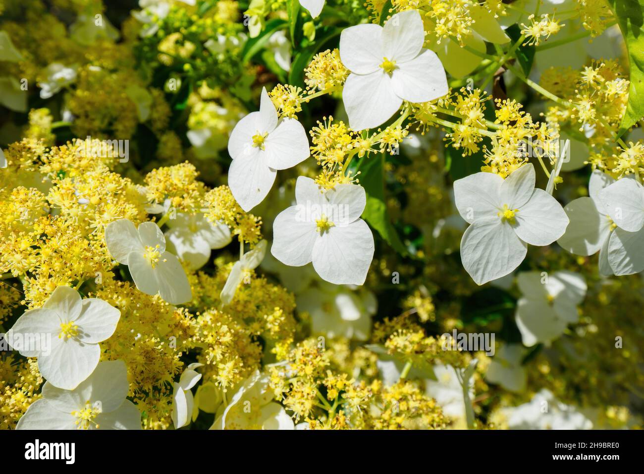 Hydrangea chinensis white flowers Stock Photo - Alamy