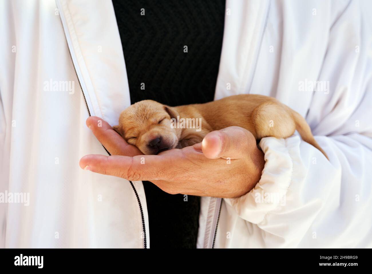 Little puppy sleeping on a palm Stock Photo - Alamy