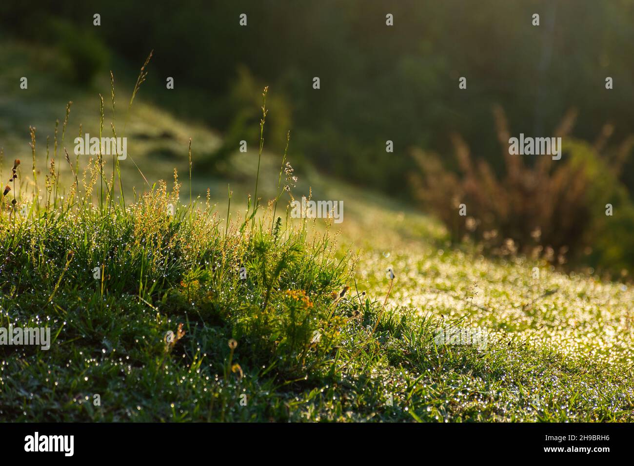 Wet environment hi-res stock photography and images - Alamy