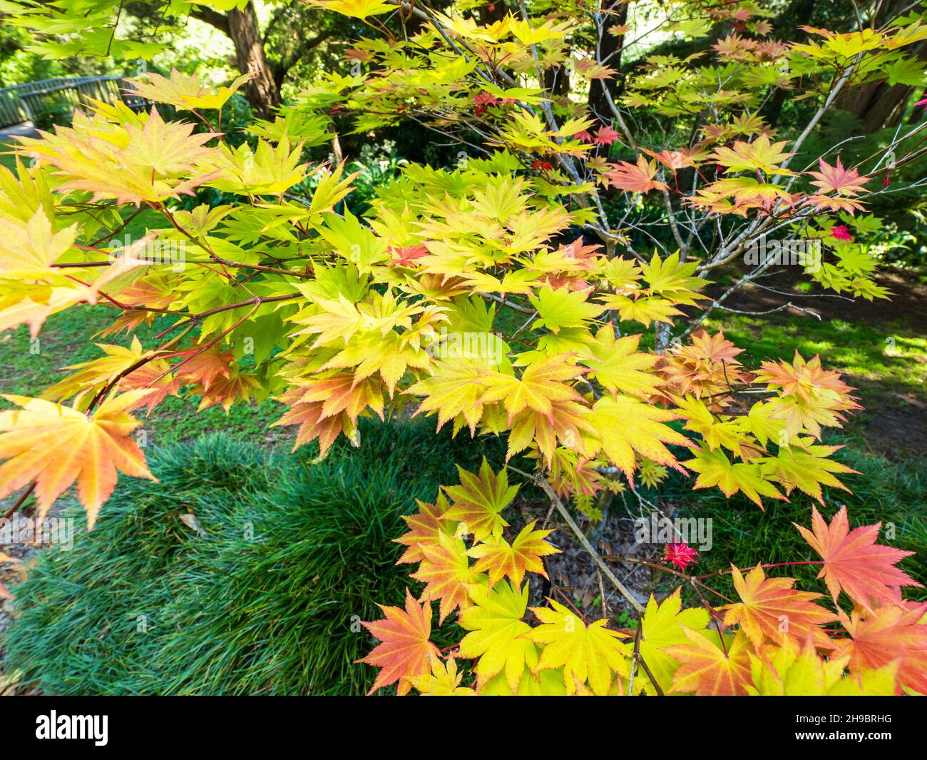 Korean Maple Acer Pseudosieboldianum yellow leaves Stock Photo - Alamy