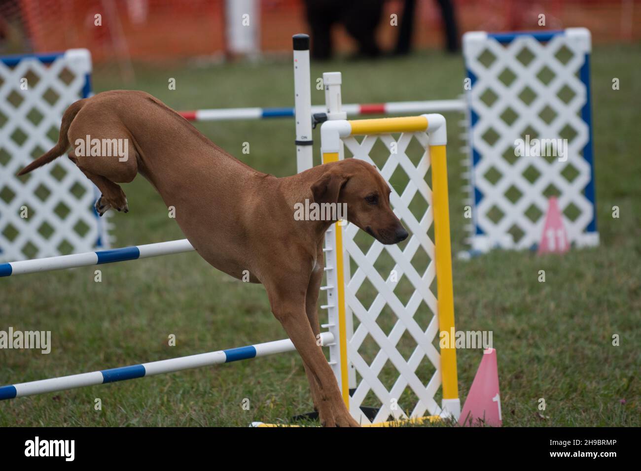 Rhodesian Ridgeback clearing hurdle Stock Photo - Alamy