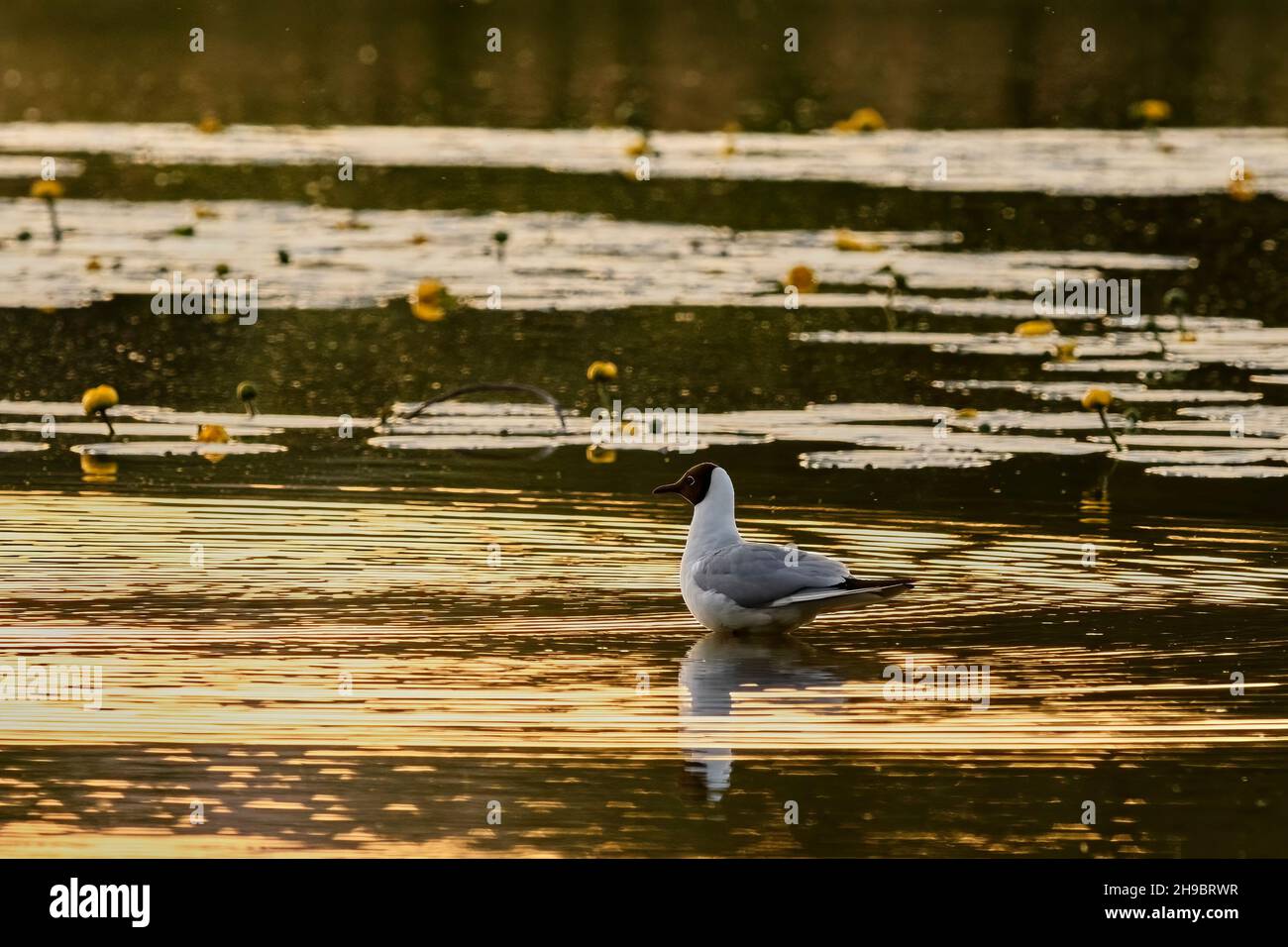 Lone black headed gull standing in the lake water at sunset. Beautiful ...