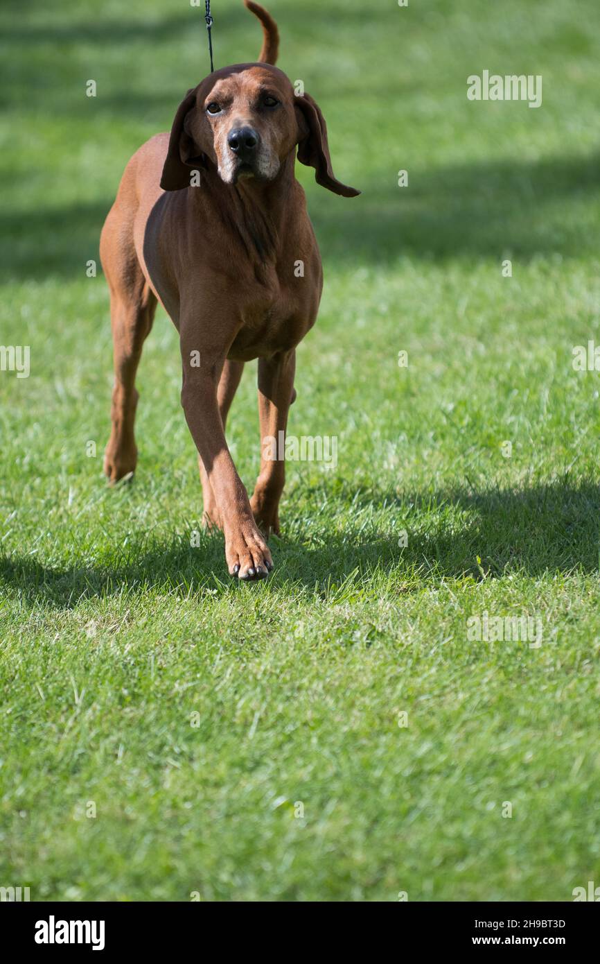 Coonhound hi-res stock photography and images - Alamy