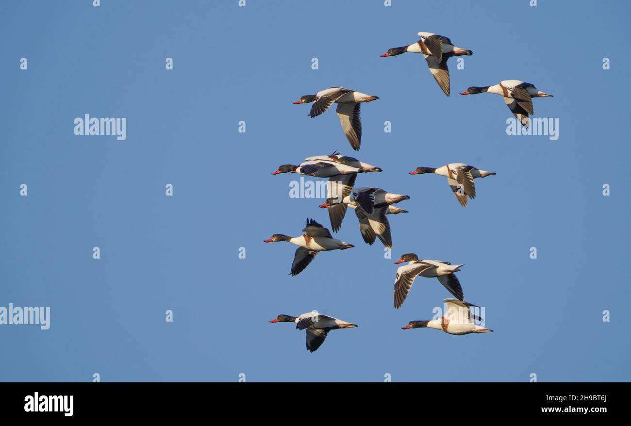 Group of Common shelducks, in flight, Guadalhorce reserve, Malaga ...