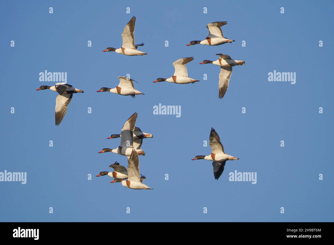 Group of Common shelducks, in flight, Guadalhorce reserve, Malaga ...