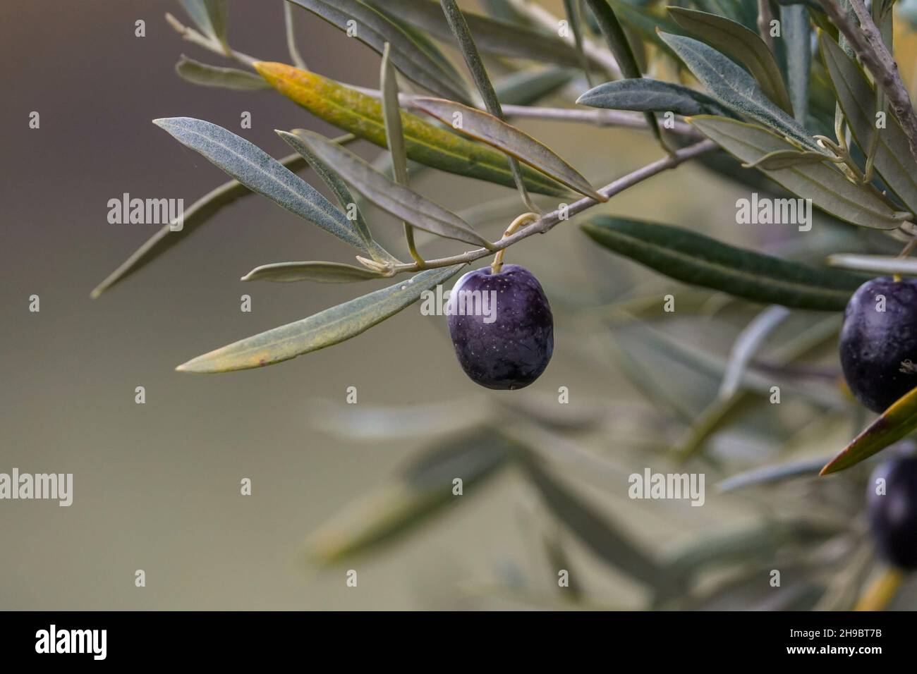 Black olive tree hi-res stock photography and images - Alamy