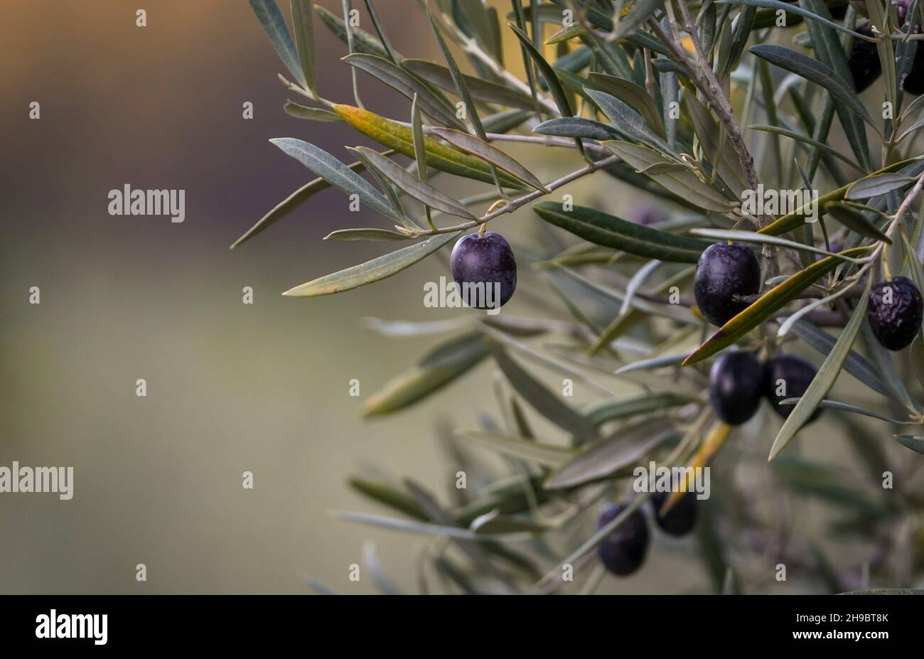 Black olive tree hi-res stock photography and images - Alamy