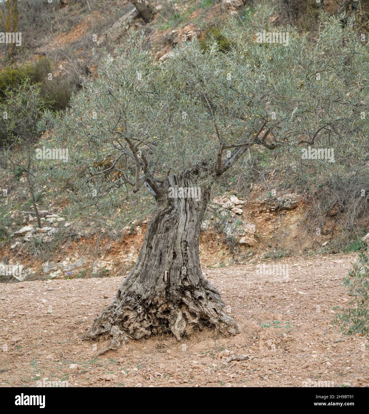 Mediterranean orchard hi-res stock photography and images - Alamy