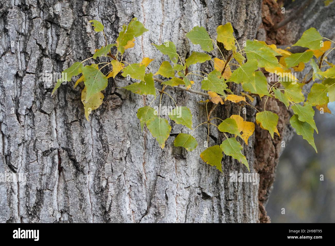 Tree foliage in autumn hi-res stock photography and images - Alamy