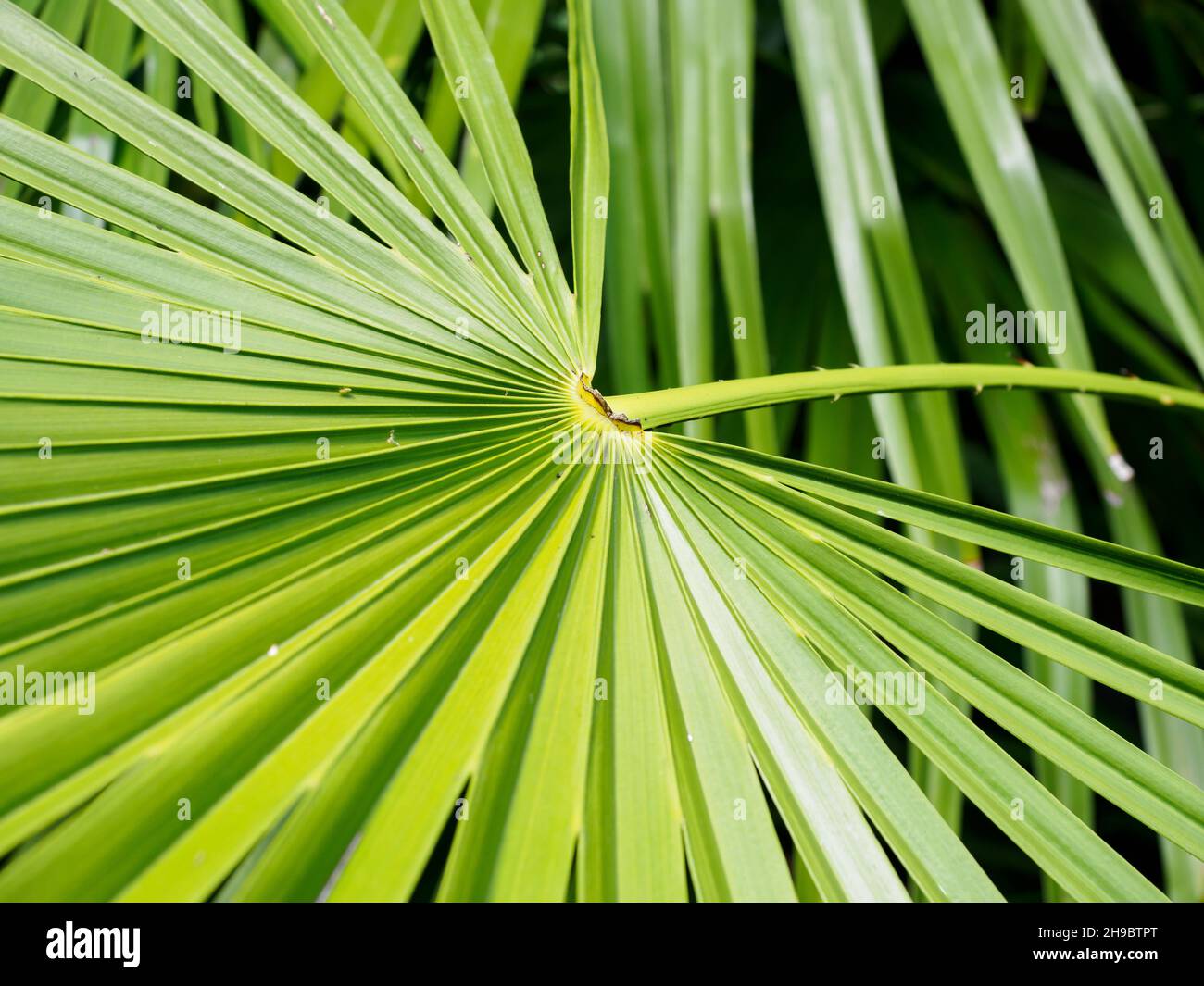 Chusan palm leaf hi-res stock photography and images - Alamy