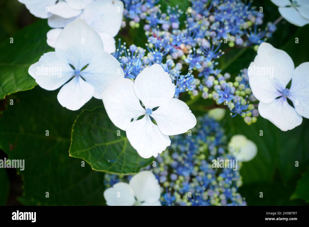 Hydrangea serrata (Mountain Hydrangea) flowers Stock Photo - Alamy