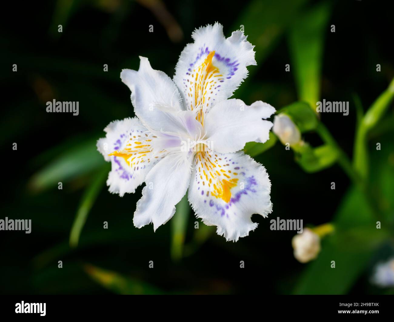 Fringed Iris Japonica flowers Stock Photo - Alamy
