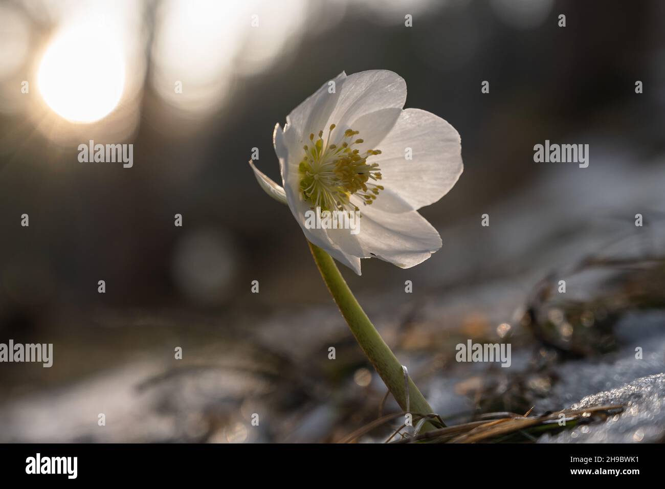 the snow rose in bloom Stock Photo - Alamy