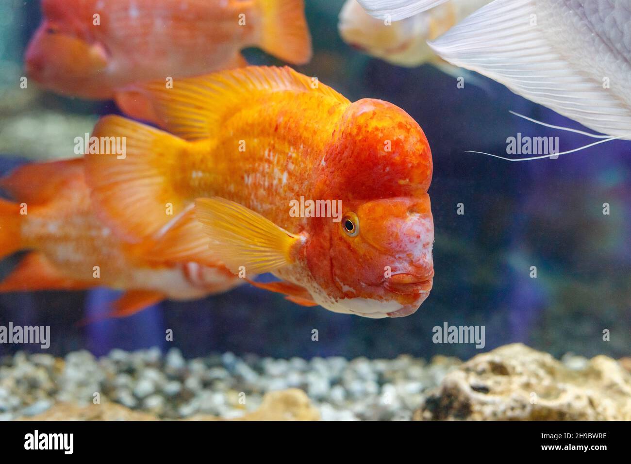Big red fish in aquarium, closeup. Blue water background Stock Photo ...