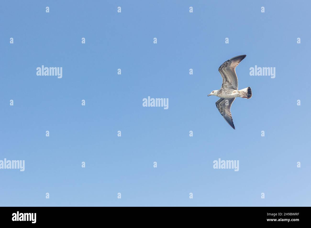 Big seagull in sky. Open wings with feathers. Summer vacation Stock ...