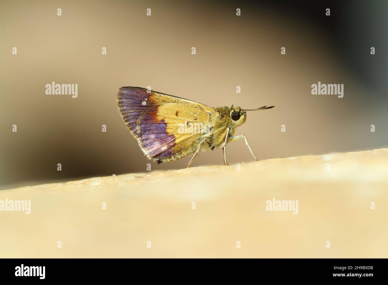 Zographetus satwa – Purple and Gold Flitter Stock Photo - Alamy