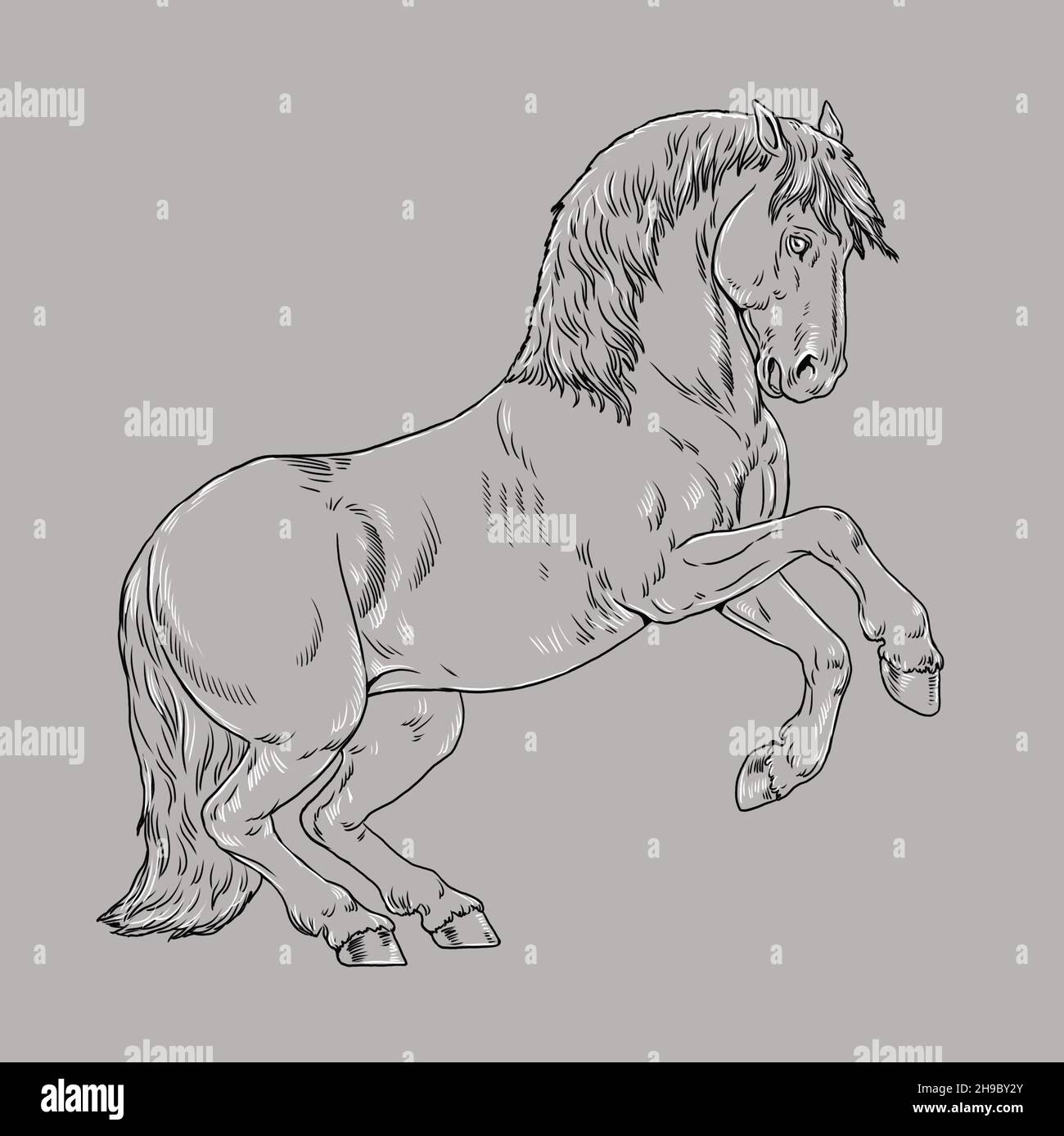 Drawing of rearing horse. Pencil portrait of a horse. Equine drawing ...