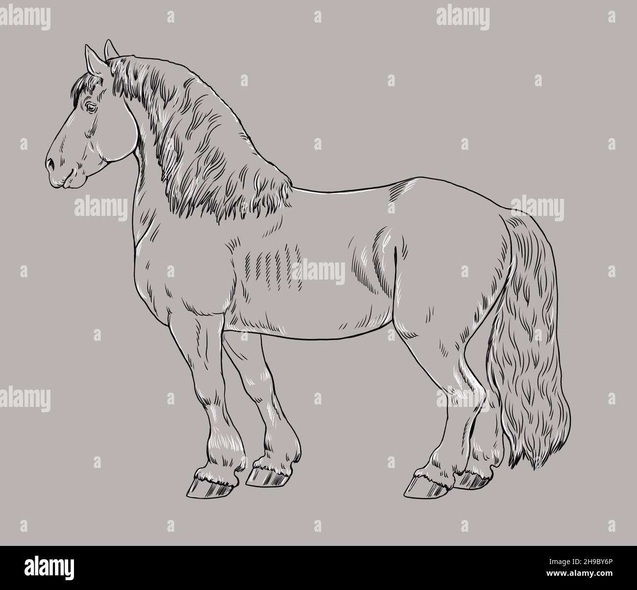 Drawing of a draft horse. Pencil portrait of a horse. Equine drawing ...