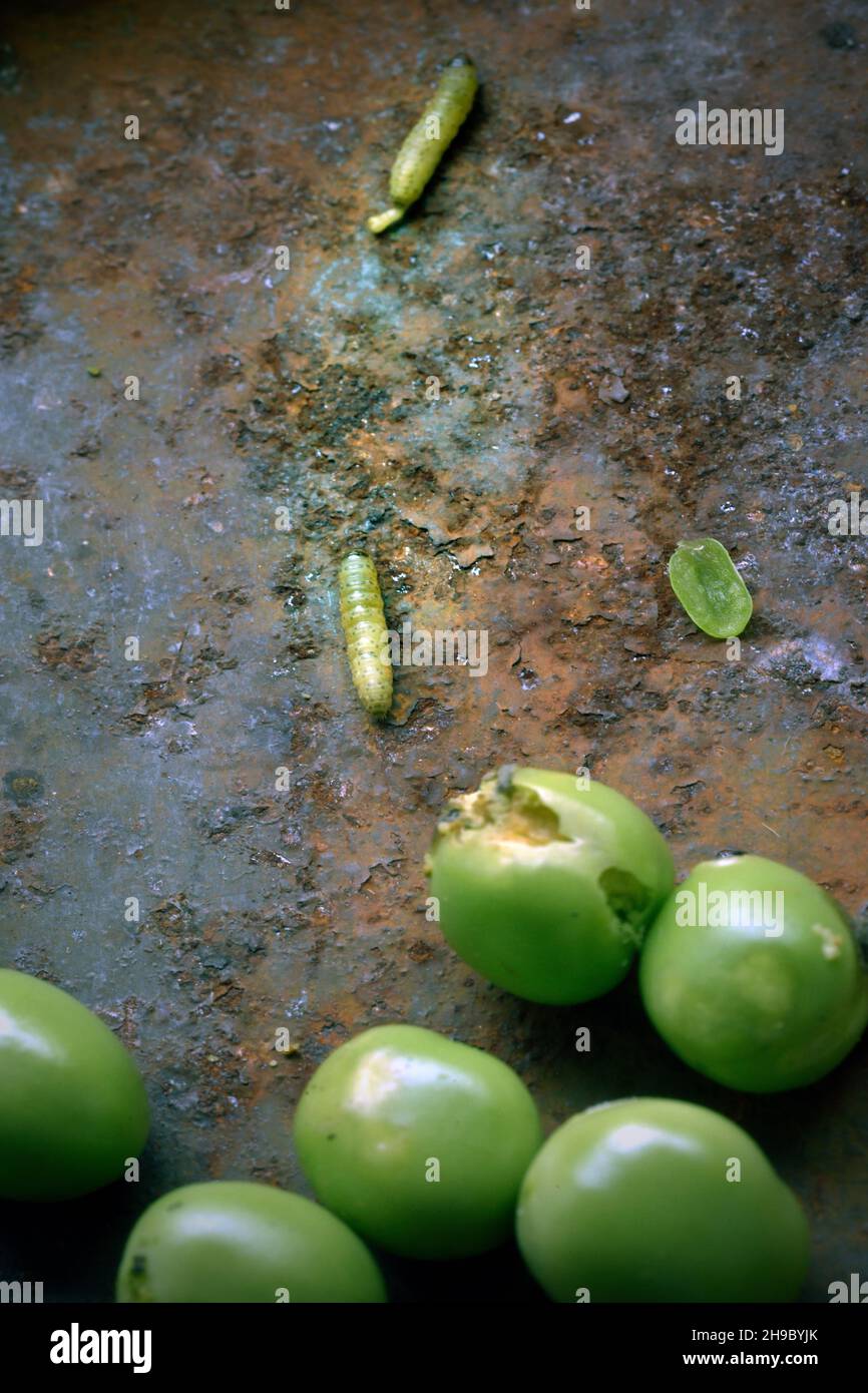 Maggots on food hi-res stock photography and images - Alamy