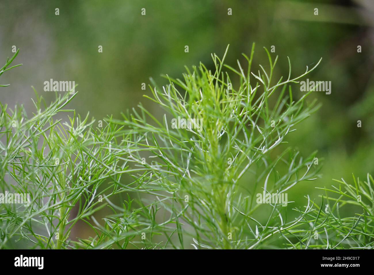 Artemisia abrotanum (southernwood, lad's love, southern wormwood ...