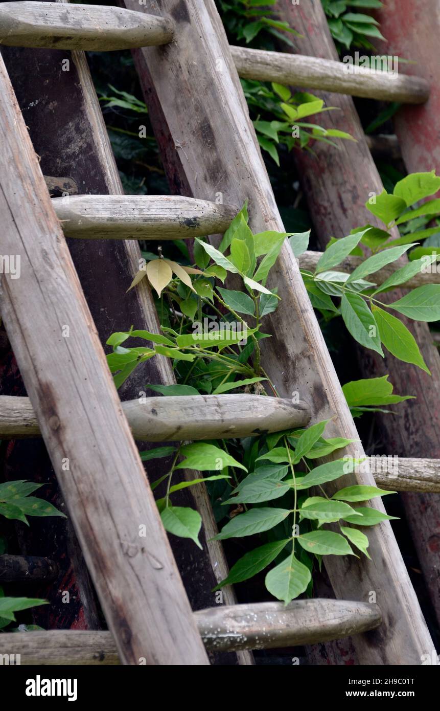 Old rungs hi-res stock photography and images - Alamy