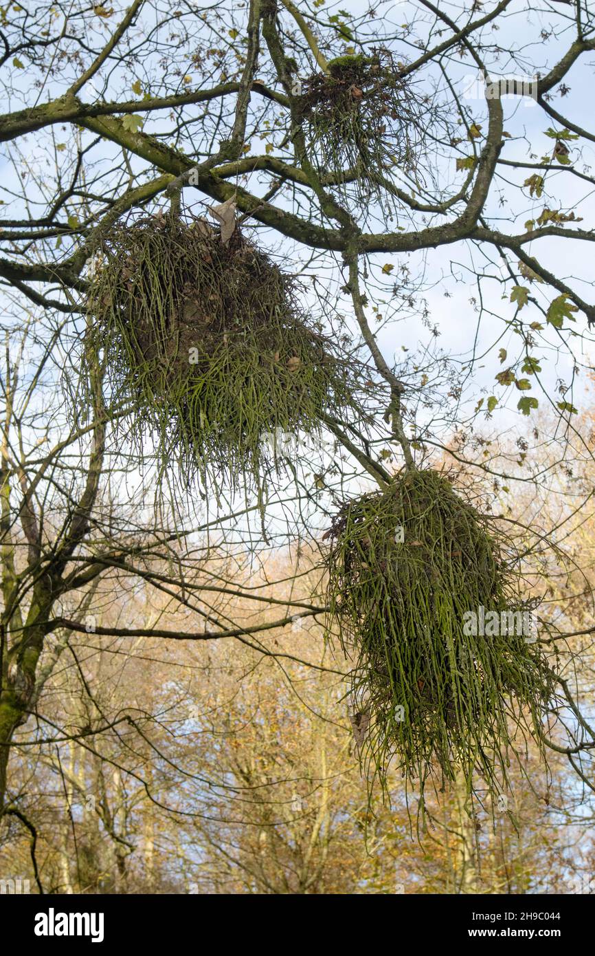 Mistletoe is a woody partial-parasite that grows on the branches of ...