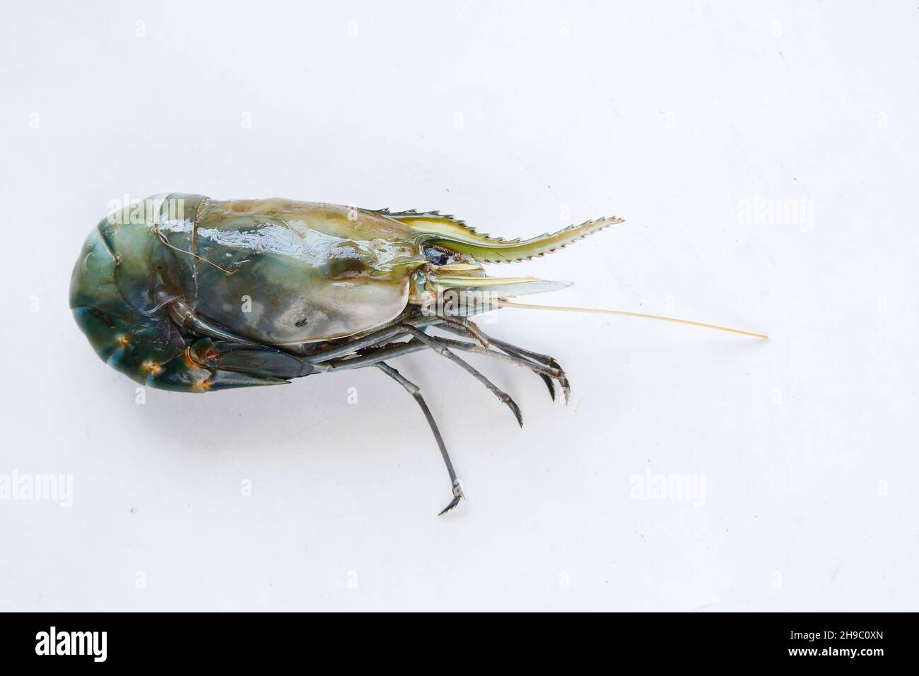 close up of raw king prawn on white background Stock Photo - Alamy