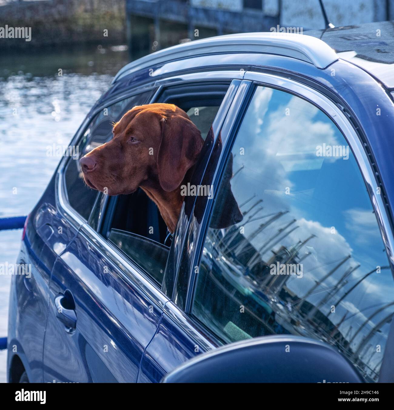 dog with head out of blue car window Stock Photo - Alamy