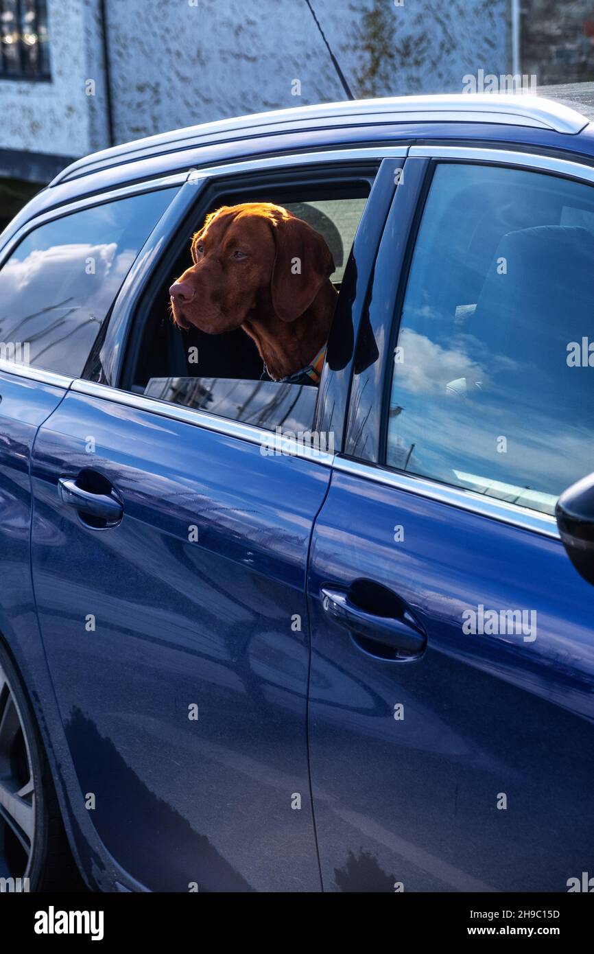 dog with head out of blue car window Stock Photo - Alamy