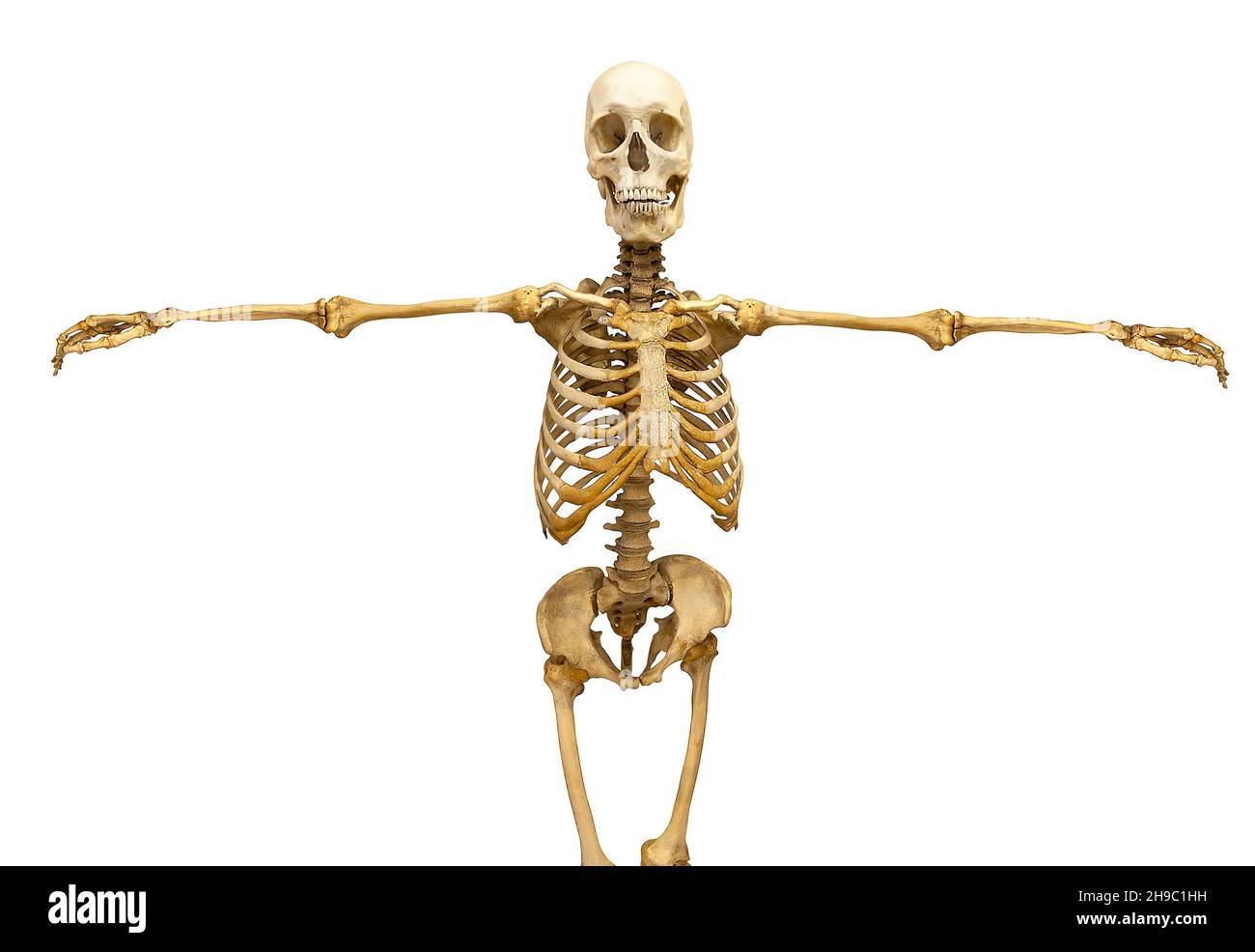 human skeleton with outstretched arms isolated on white background ...