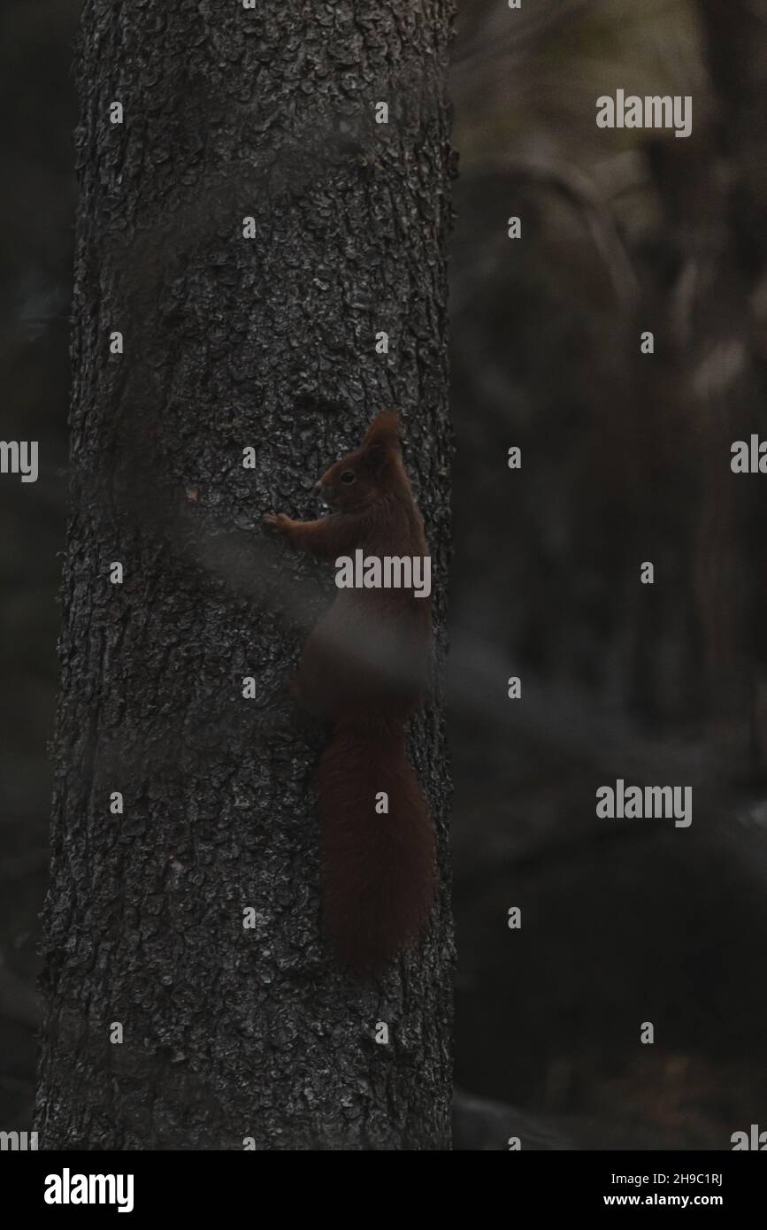 Shallow focus of a fluffy dark brown squirrel climbing tree Stock Photo ...