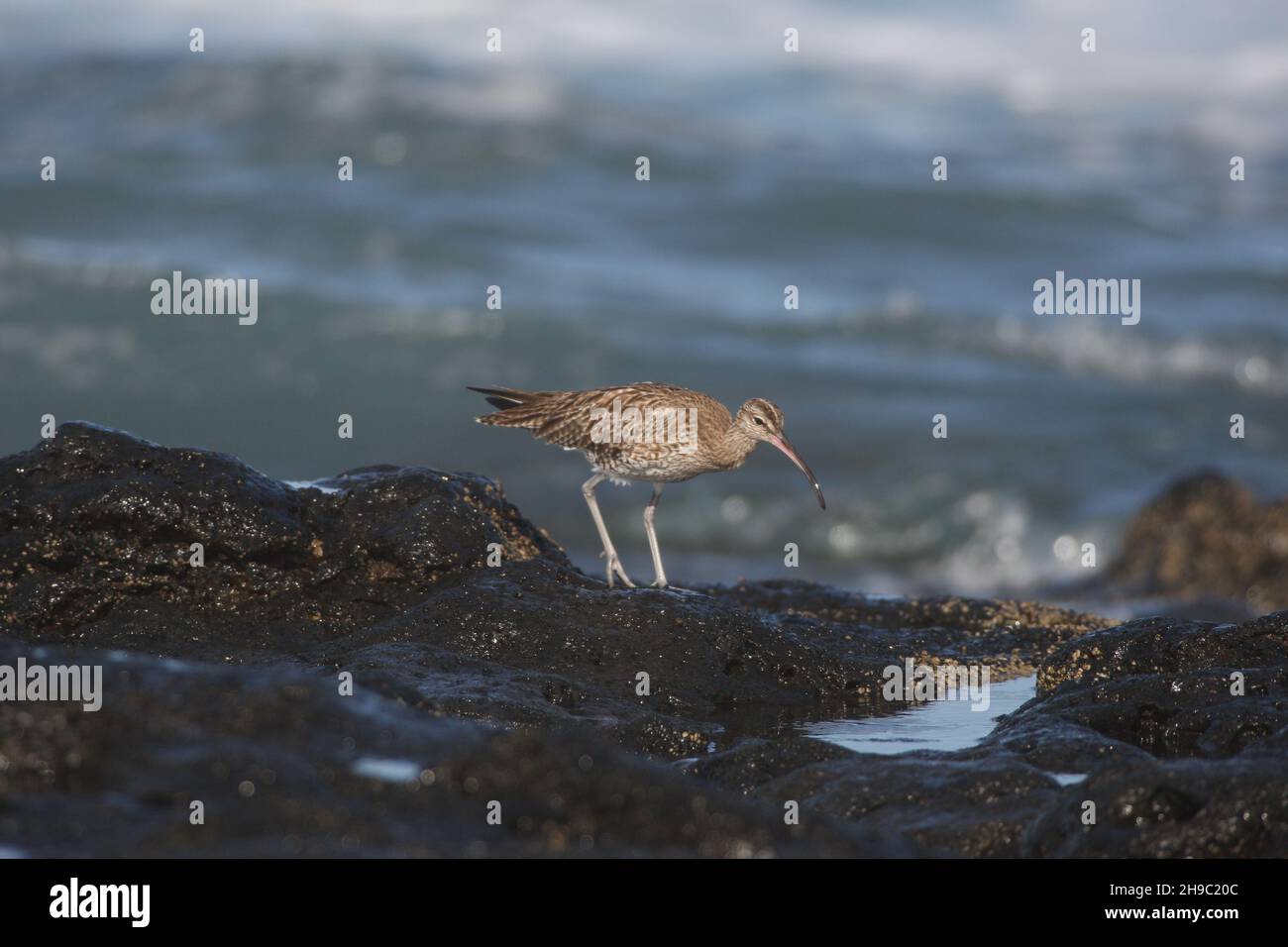 Whimbrel in classic habitat where it hunts amongst the rocks for ...