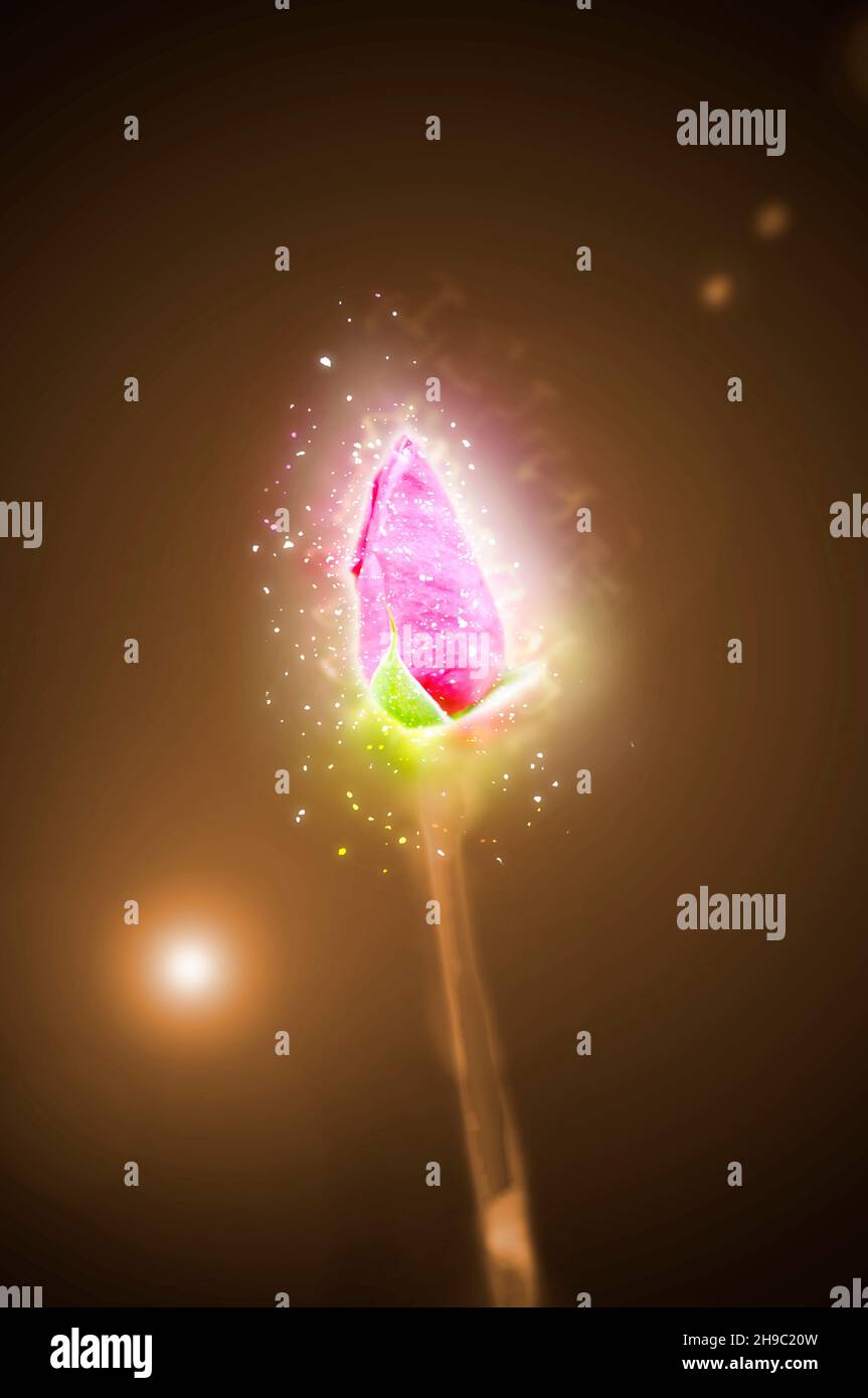 Exploding buds hi-res stock photography and images - Alamy