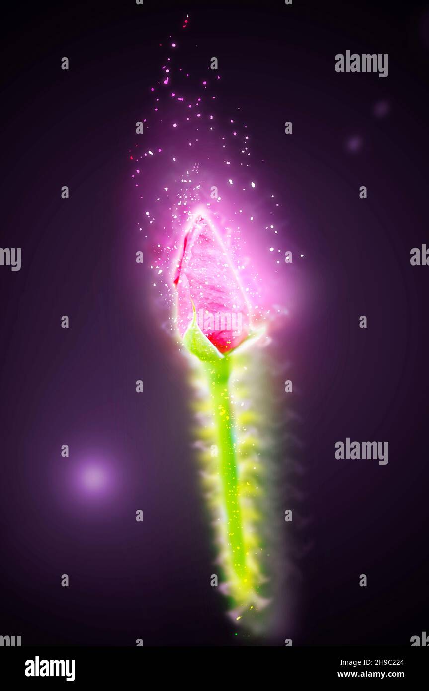 Exploding Red garden rose bud on a lush green background Stock Photo ...