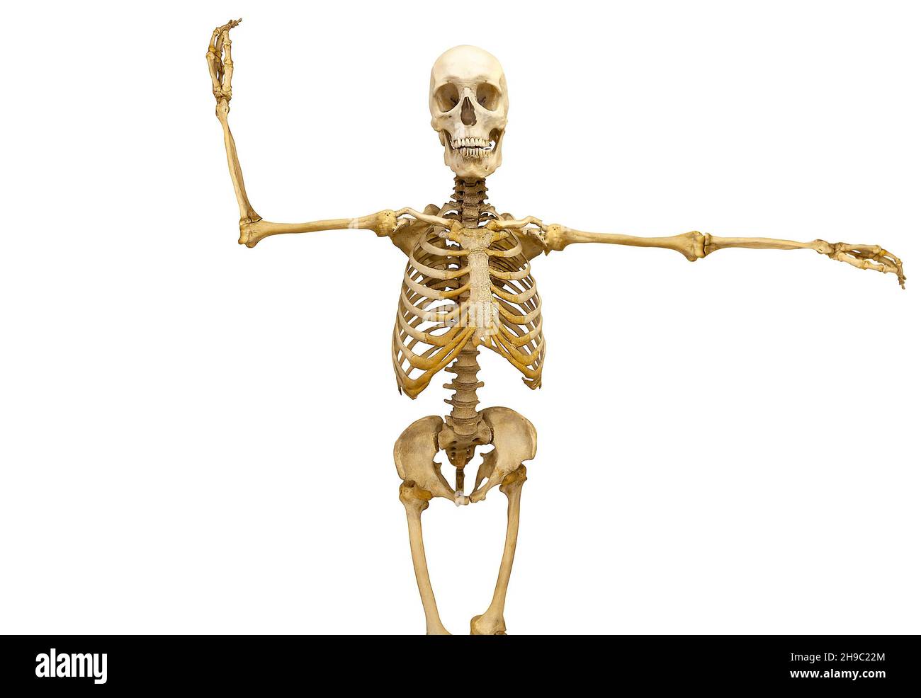human skeleton with raised arms isolated on white background. High ...