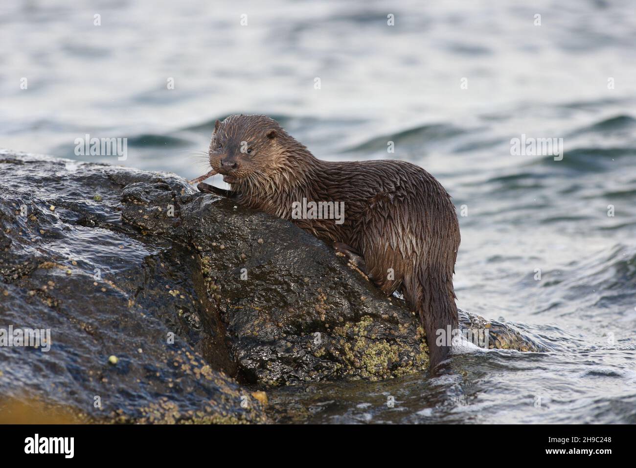 Otters are very successful aquatic mammals. They catch their prey ...