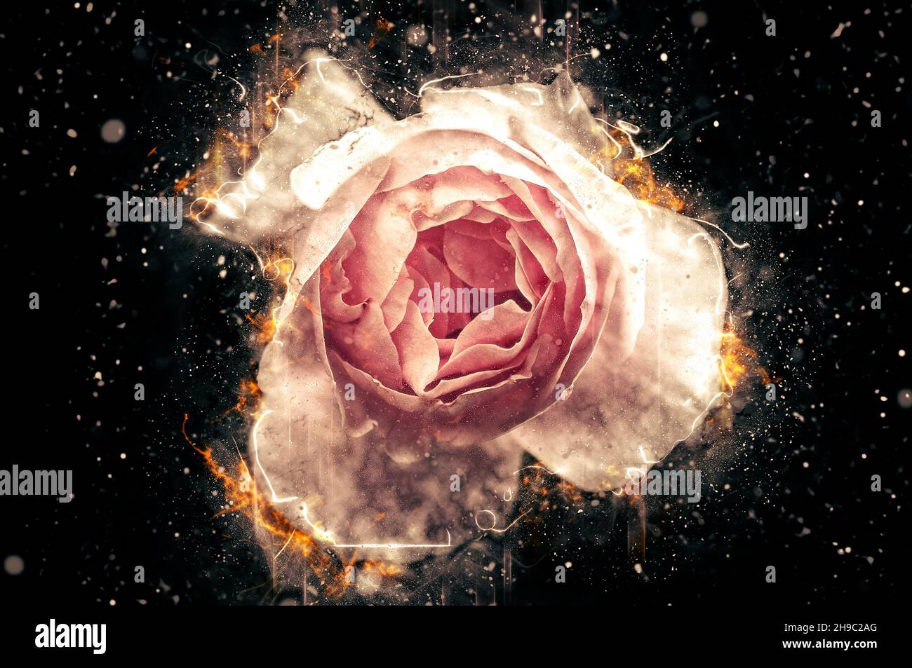Pink english rose hi-res stock photography and images - Alamy