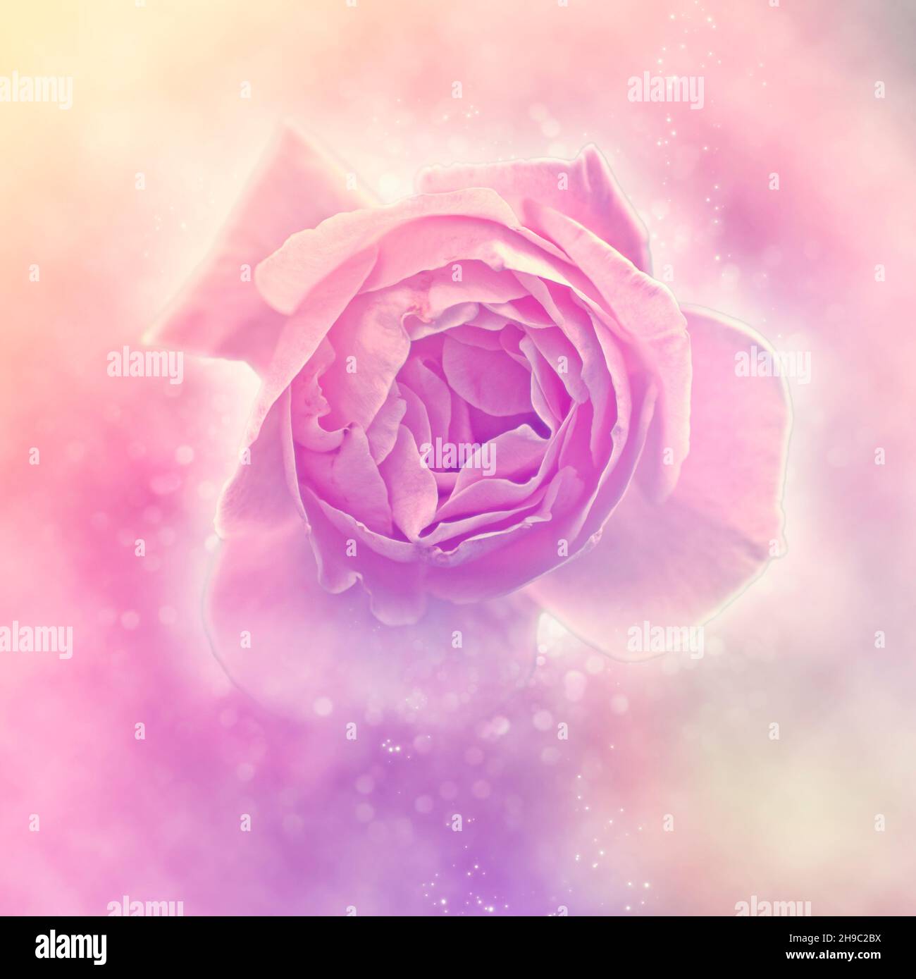 Pink explosion rose hi-res stock photography and images - Alamy