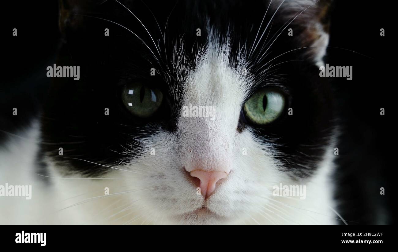 Beautiful Cat Posing In Front Of Camera Stock Photo - Alamy